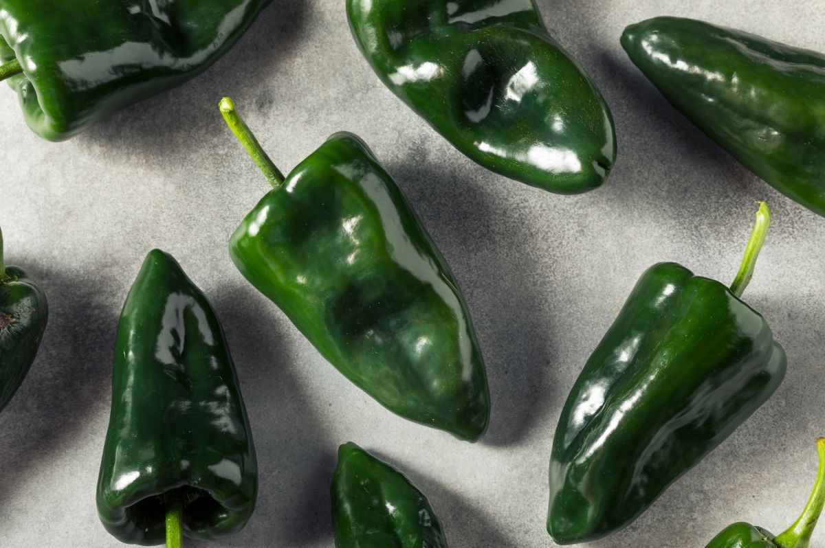 How To Store Poblano Peppers - Foodie FAQ How To Store Poblano Peppers - Foodie FAQ